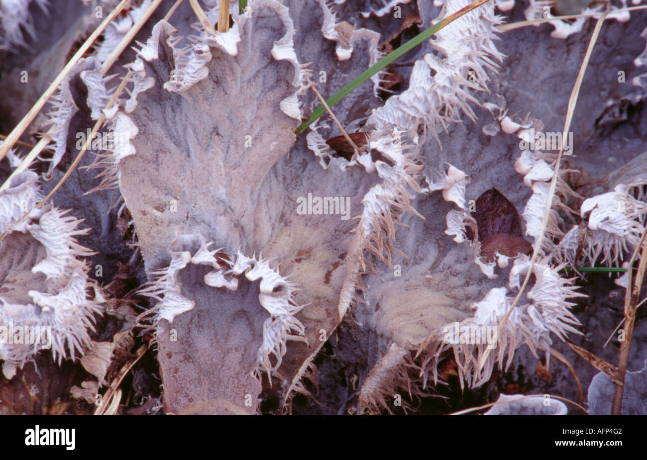 Dog lichen (Peltigera canina Stock Photo - Alamy