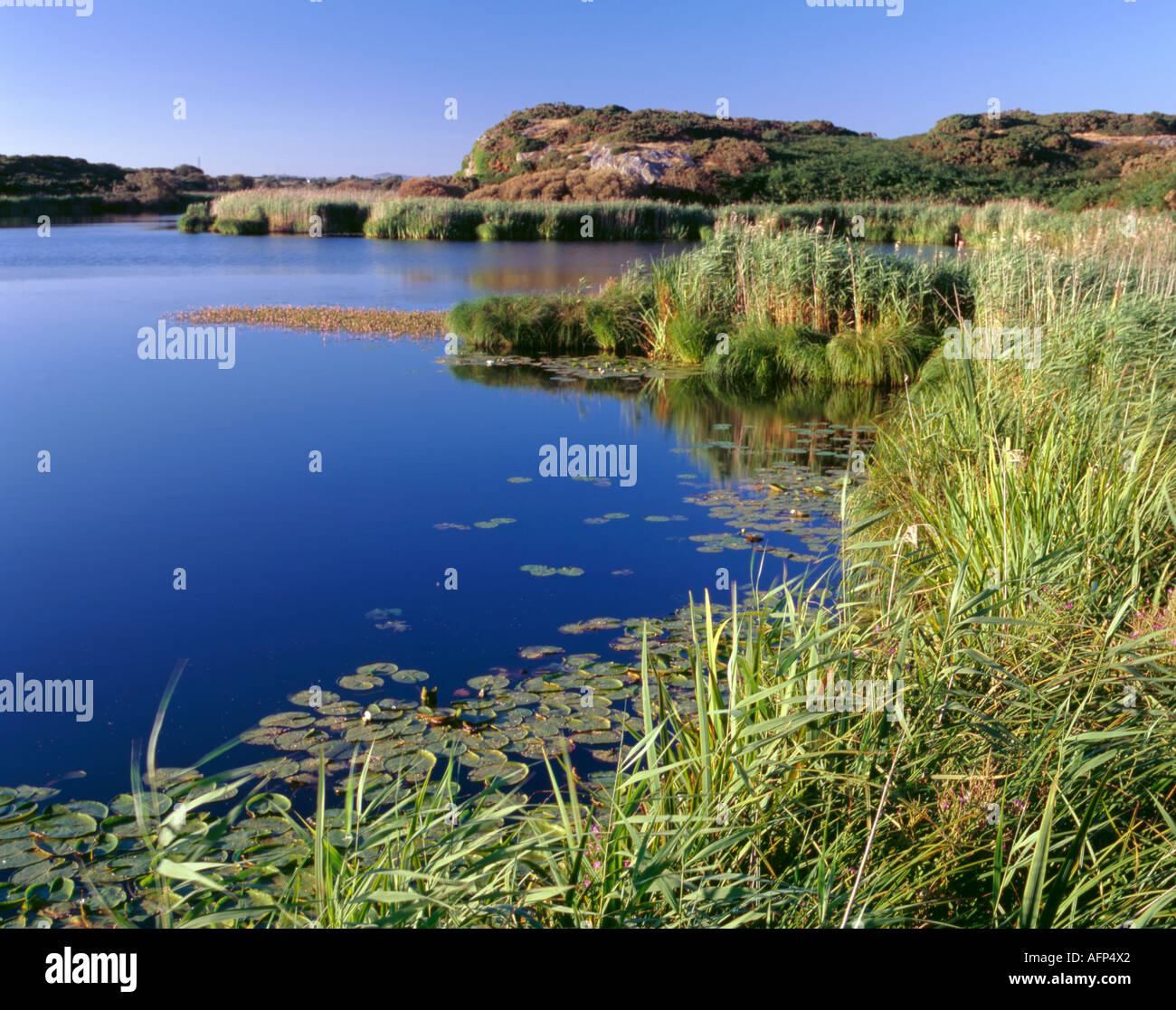 Llyn treflesg hi-res stock photography and images - Alamy