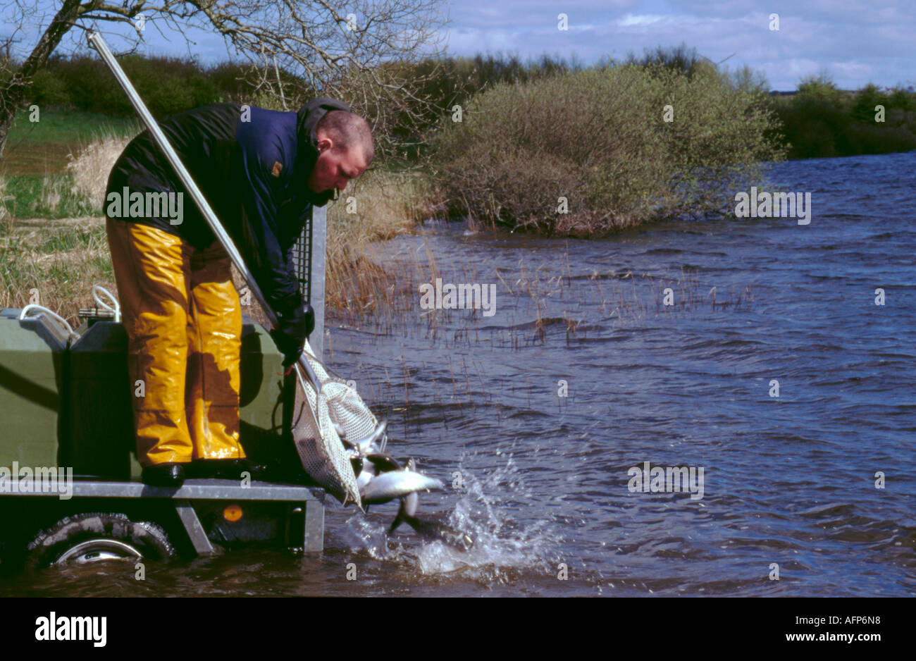Stocking a lake with fish, Llyn Alaw, Anglesey, North Wales, UK Stock ...