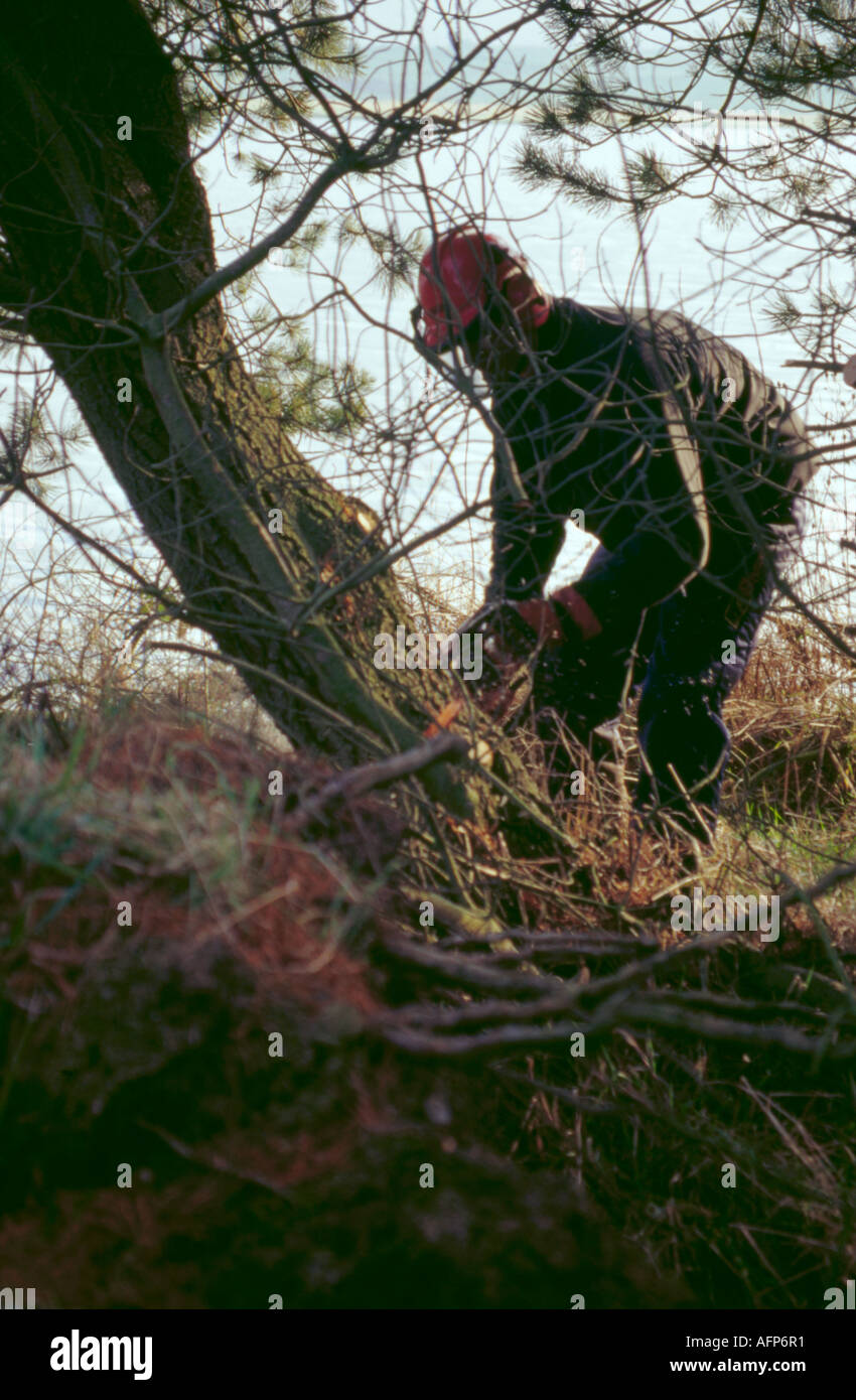 Felling tree anglesey woodland man hi-res stock photography and images ...