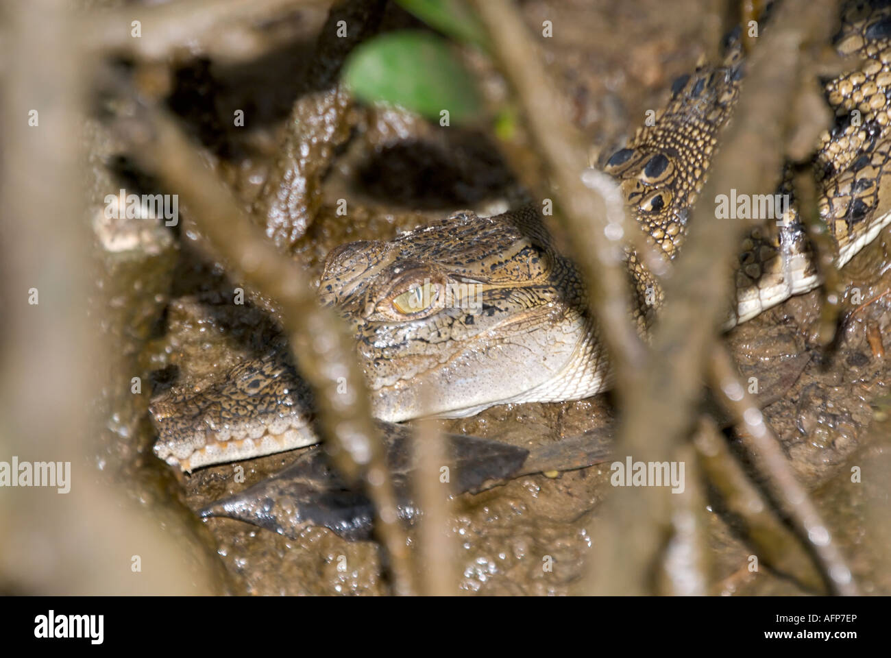 Juvenile saltwater crocodile crocodylus porosus hi-res stock ...