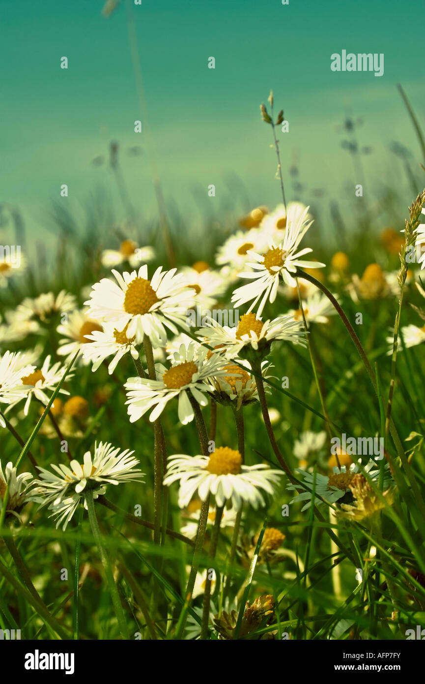 White Daisy Flowers, Netherlands Stock Photo - Alamy