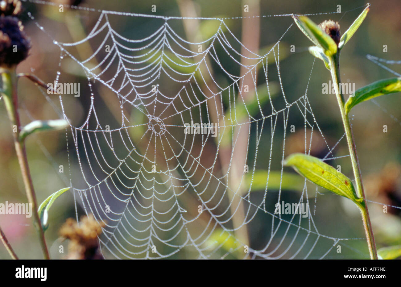 Disc drops hi-res stock photography and images - Alamy