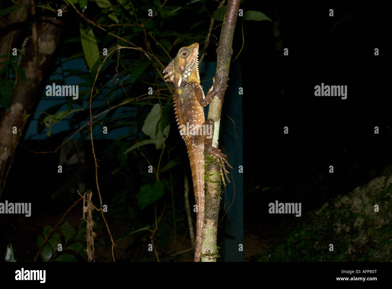 Angle headed lizard hi-res stock photography and images - Alamy