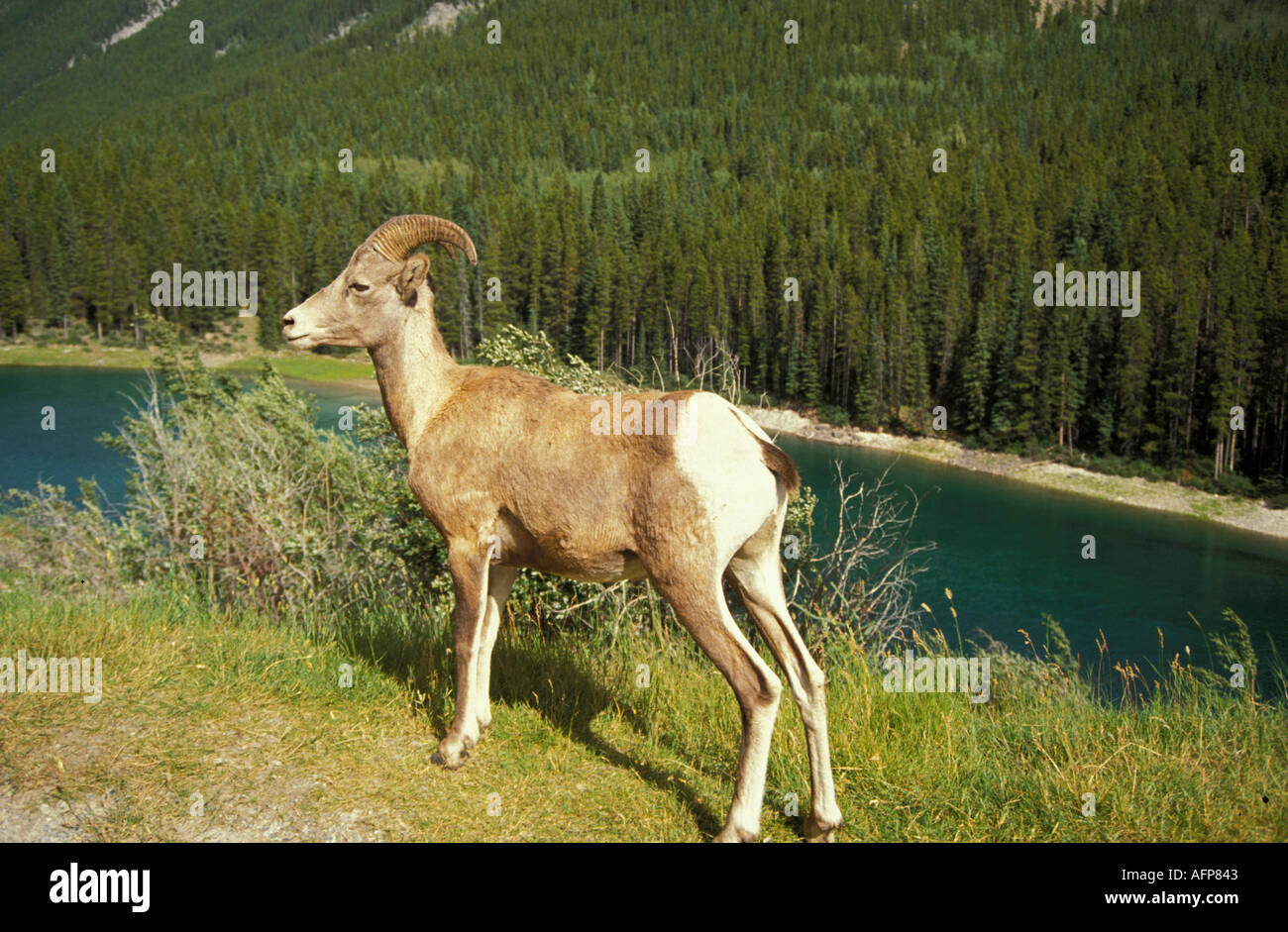 mountain goat in front of river and forest landscape Stock Photo - Alamy