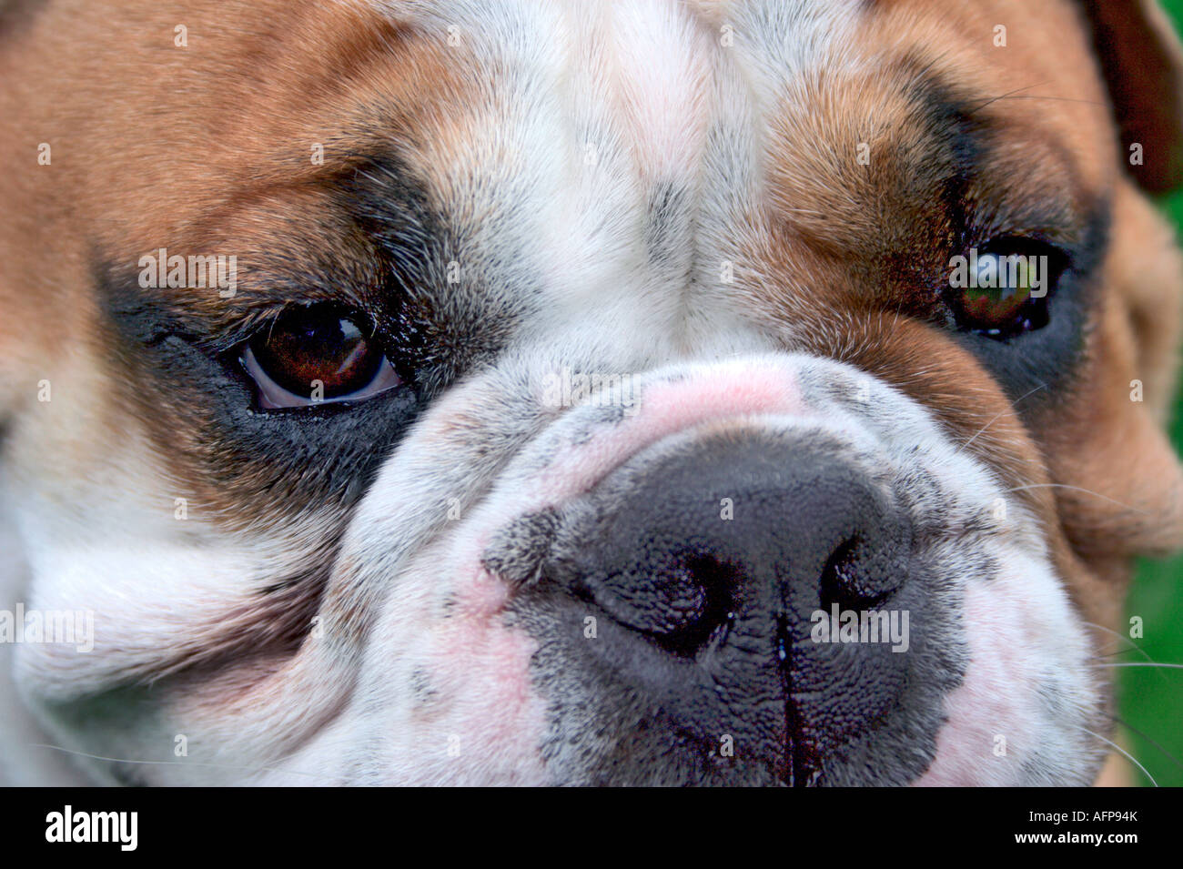 Headshot of Young English Bulldog close-up, Netherlands Stock Photo - Alamy
