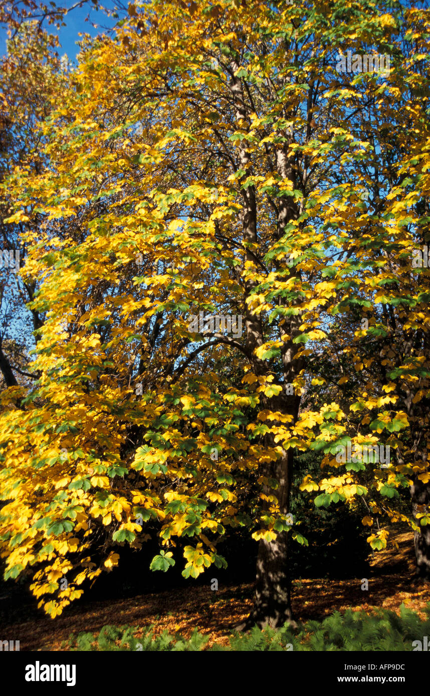 chestnut, autumn colours Stock Photo - Alamy