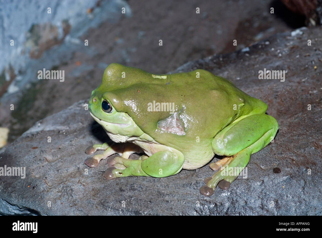 Green Tree Frog, Queensland, Australia Stock Photo - Alamy