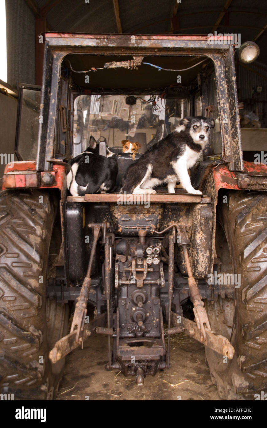 Three working farm dogs share a tractor Border collies and Jack Russell ...