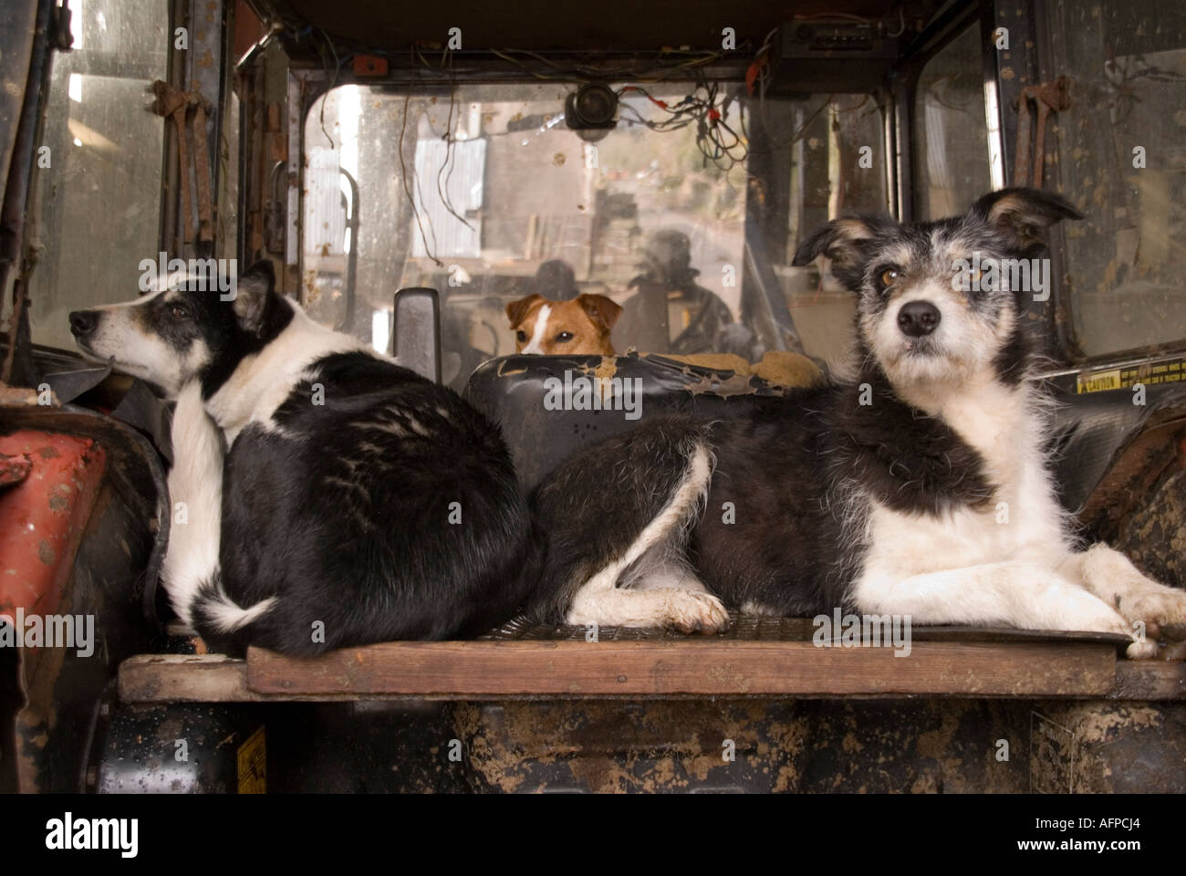Three working farm dogs share a tractor Border collies and Jack Russell ...