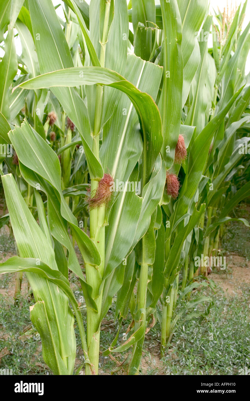 Corn field in France Stock Photo - Alamy