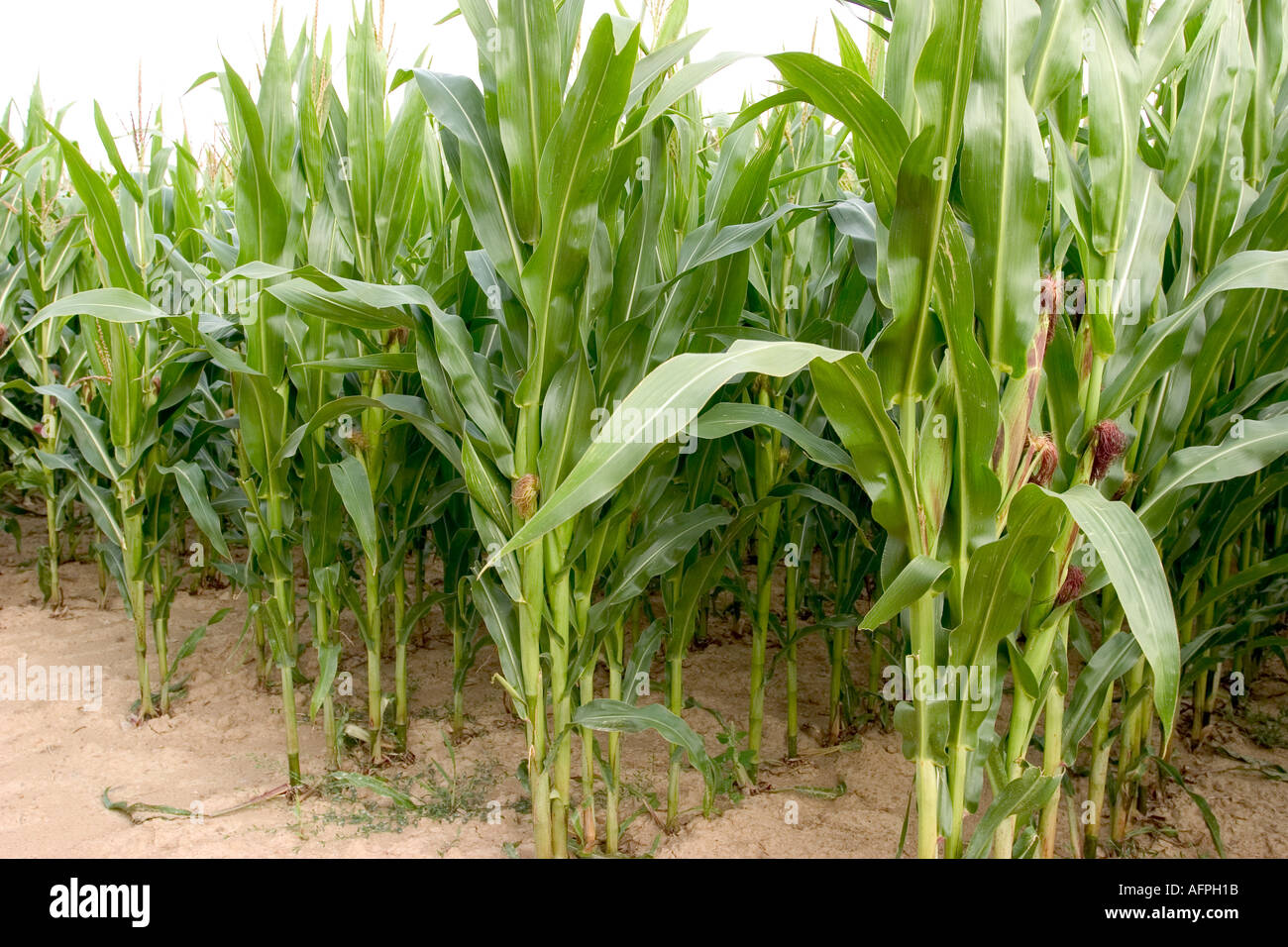 Corn field in France Stock Photo - Alamy