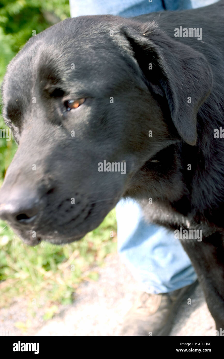 close up of detail portrait of black dog face Stock Photo - Alamy