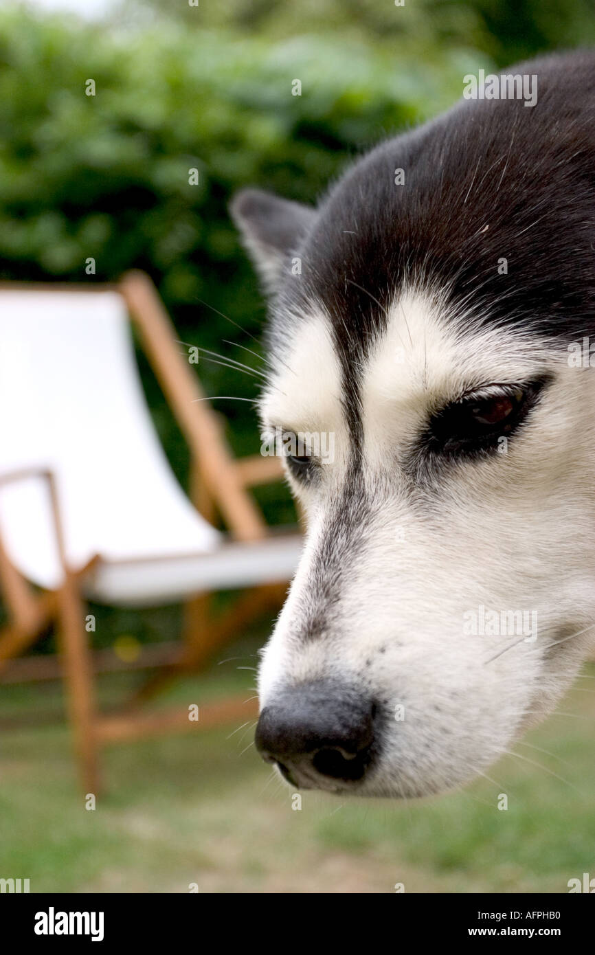 Older husky hi-res stock photography and images - Alamy