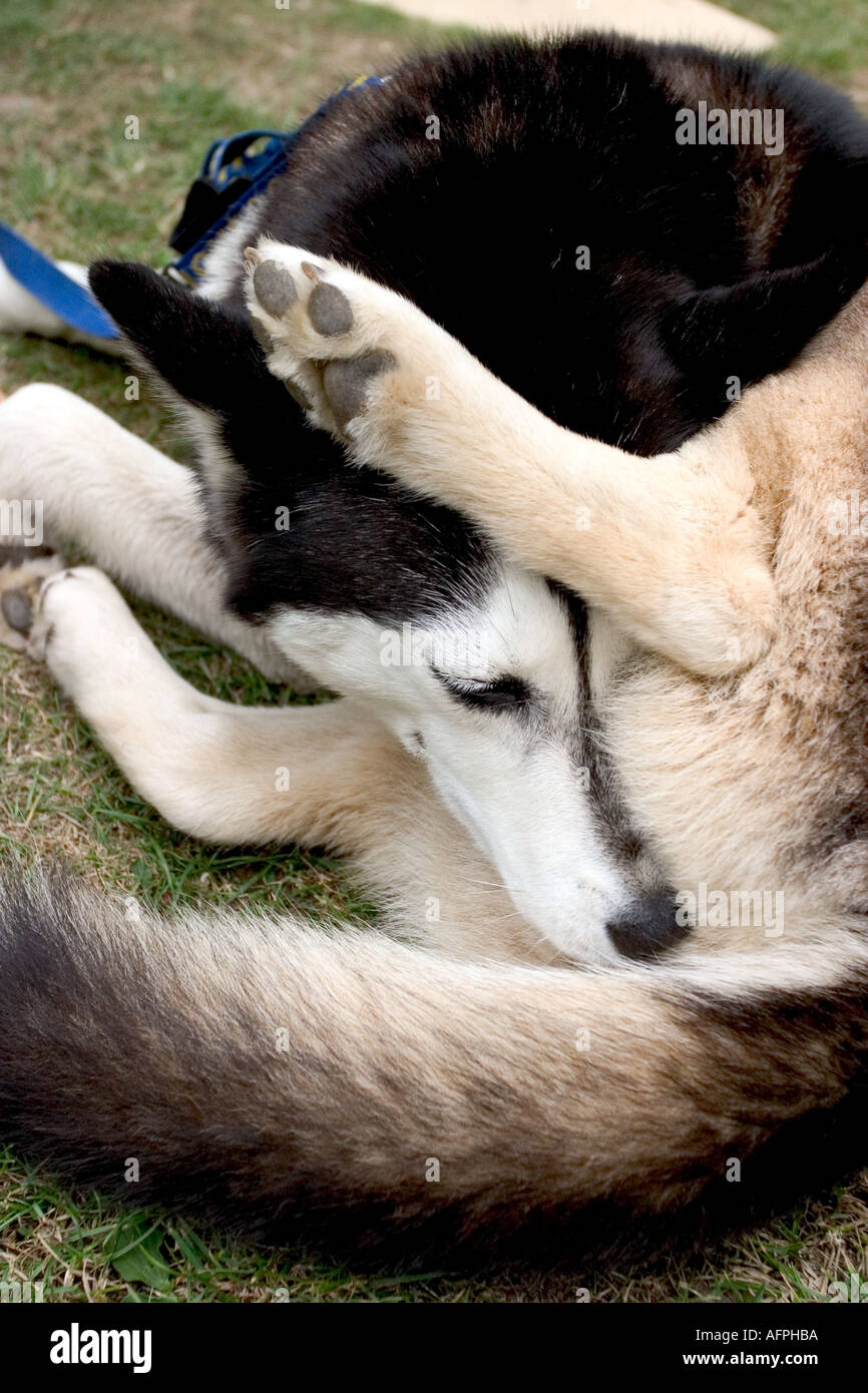 Older husky hi-res stock photography and images - Alamy