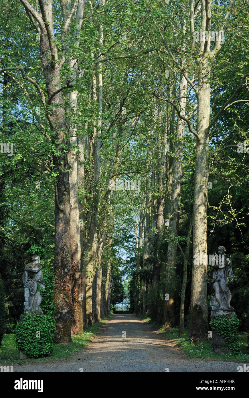Tree lined avenue in a classic Italian garden Stock Photo - Alamy