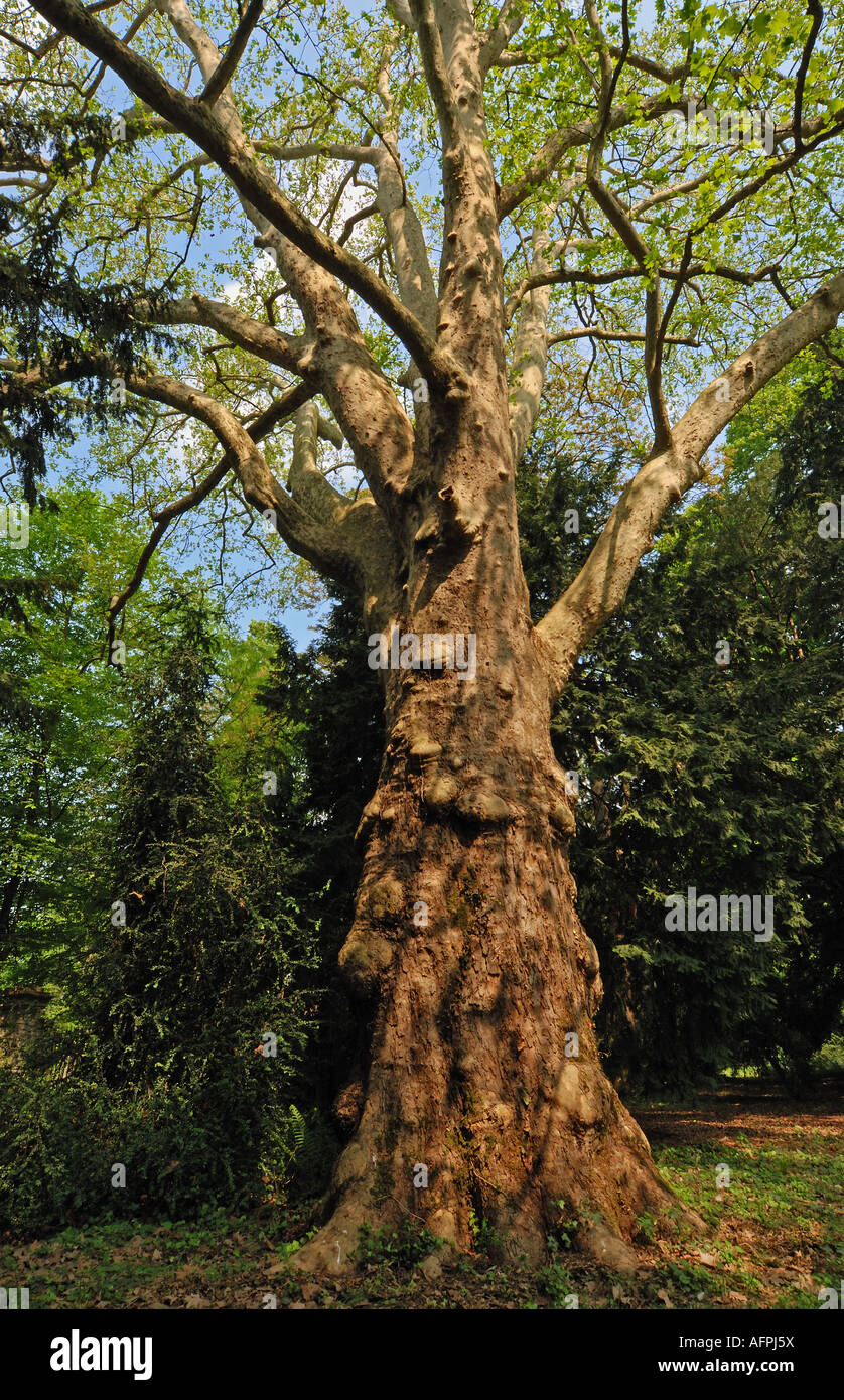 Mature plane tree hi-res stock photography and images - Alamy
