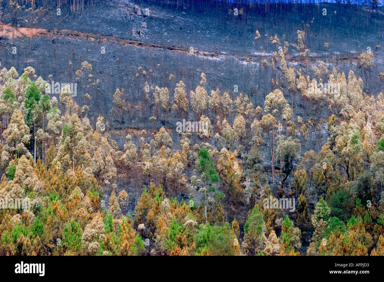 Forest fires destroying in portugal Stock Photo - Alamy