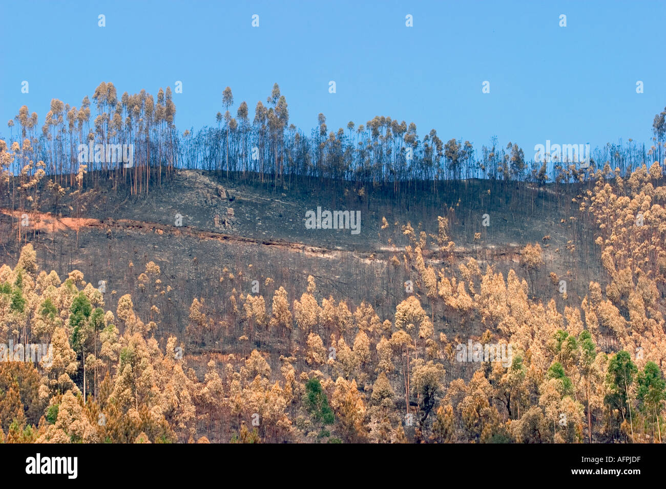 Forest fires destroying in portugal Stock Photo - Alamy