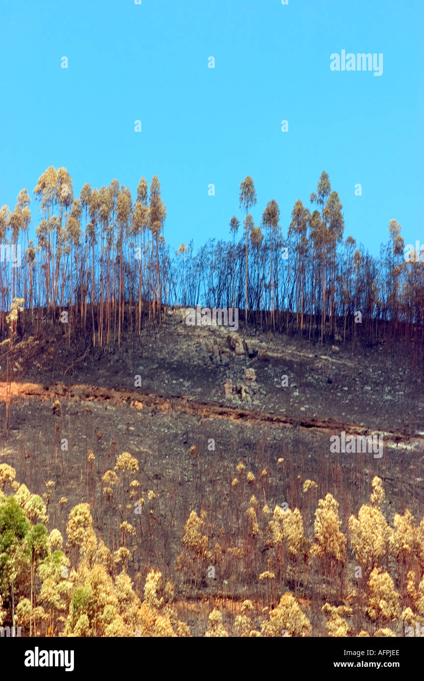 Ecological impact of forest fires hi-res stock photography and images ...