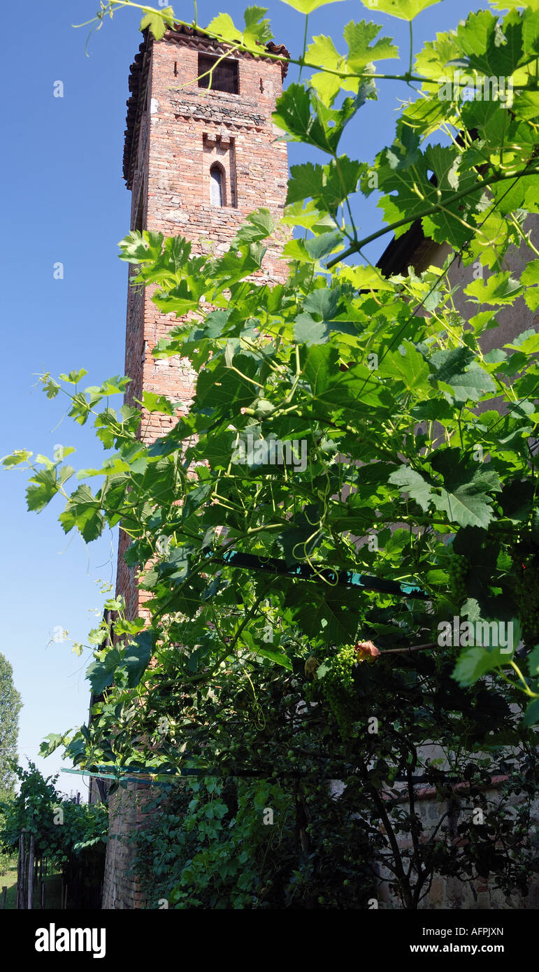 medieval tower in Italy with vines Stock Photo - Alamy