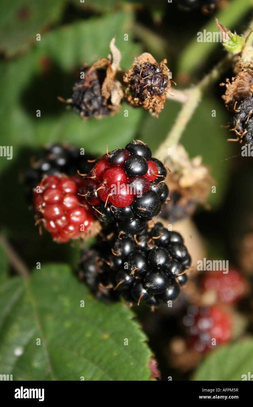 Rubus fruticosus fruit hi-res stock photography and images - Alamy