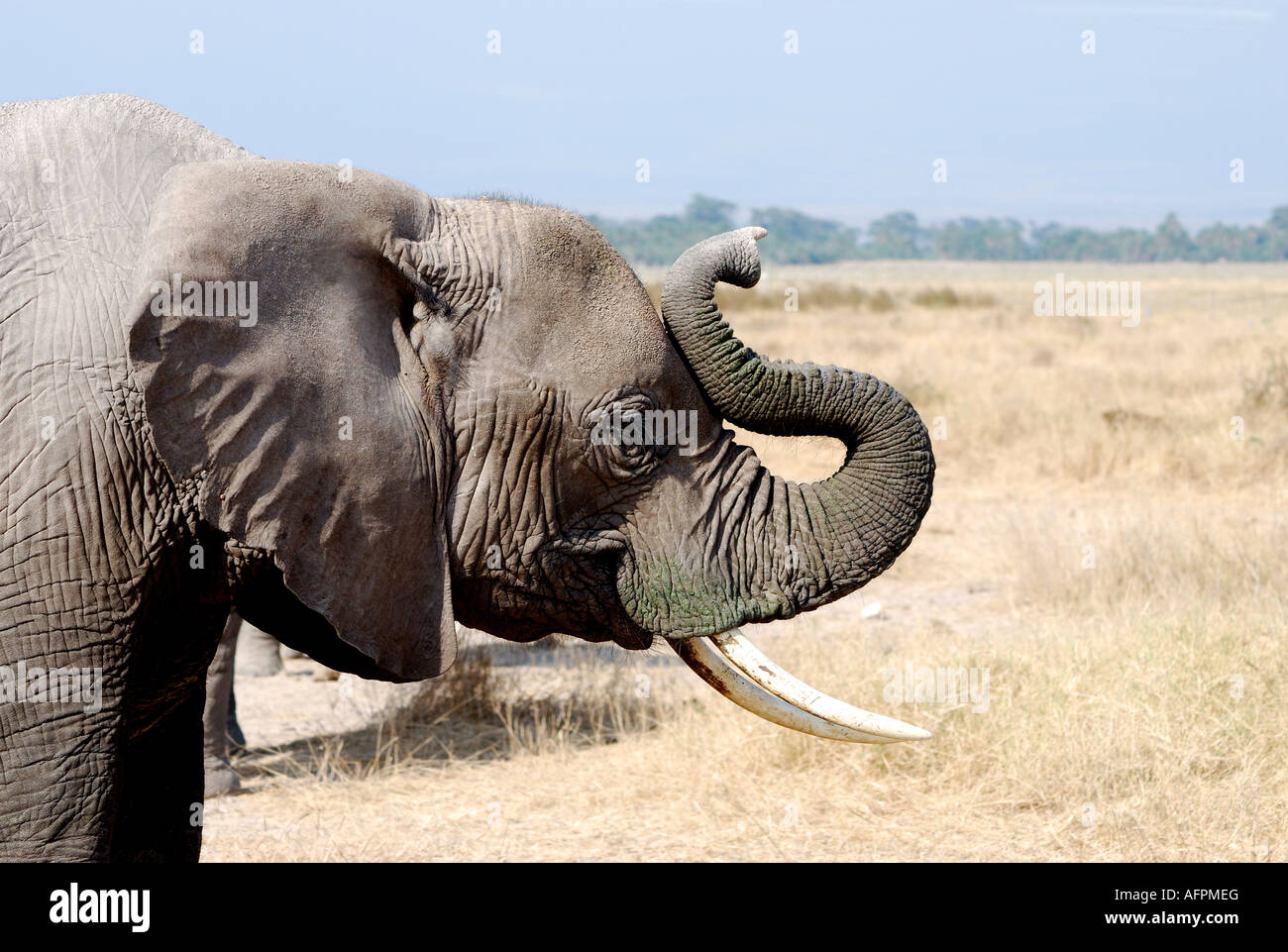 Portrait of an elephant rubbing its trunk on its forehead Amboseli ...
