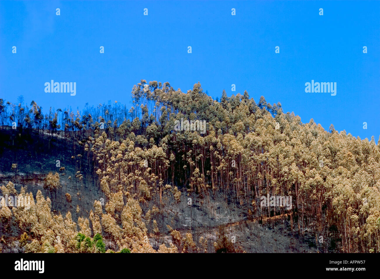 Forest fires destroying in portugal Stock Photo - Alamy