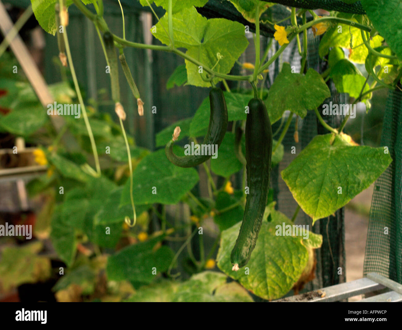 Telegraph cucumber hi-res stock photography and images - Alamy