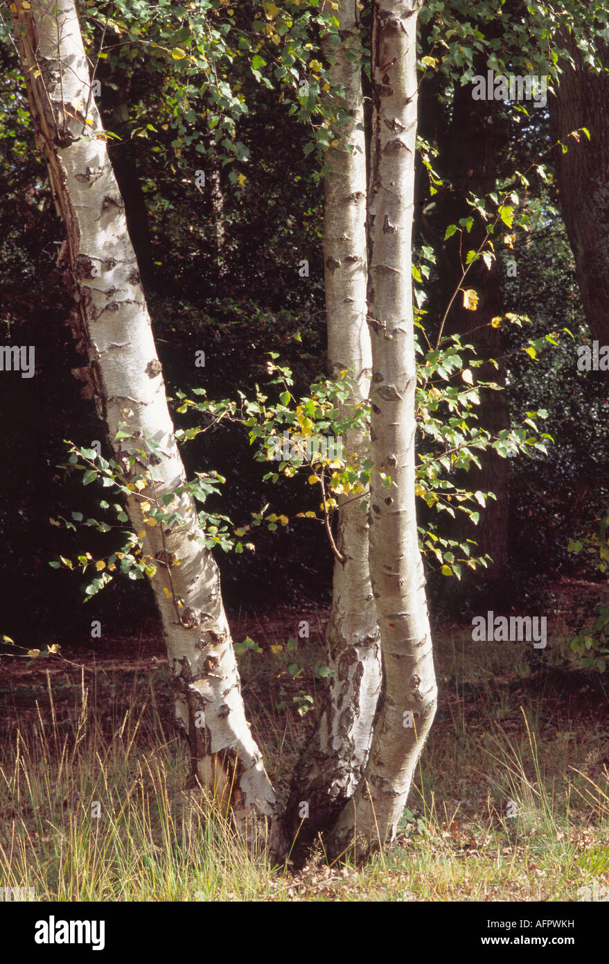 Birch Trunks at edge of Woodland Stock Photo - Alamy