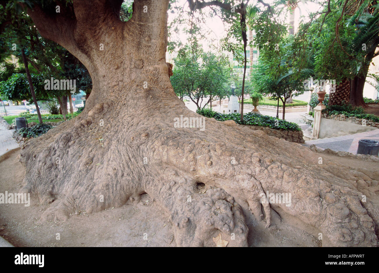 Exuberant Tree trunk at Edge of Gardens in Palma Majorca Stock Photo ...
