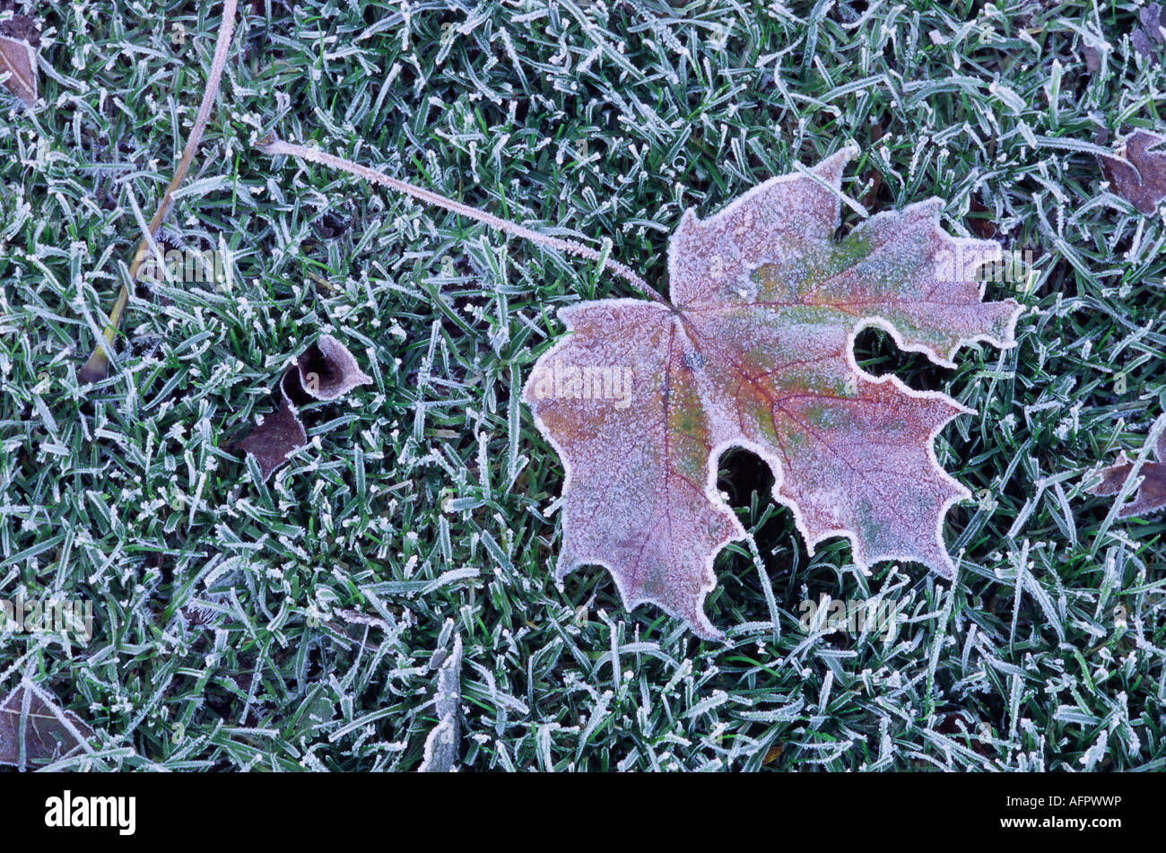 Frost covered Maple Leaf on Frosty Grass on a Cold Winter Morning Stock ...