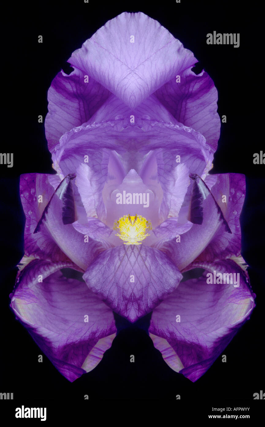 Double iris hi-res stock photography and images - Alamy