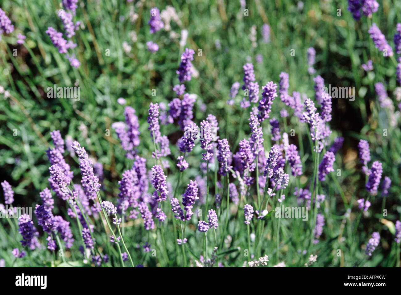 Pale lavender pink flowers hi-res stock photography and images - Alamy