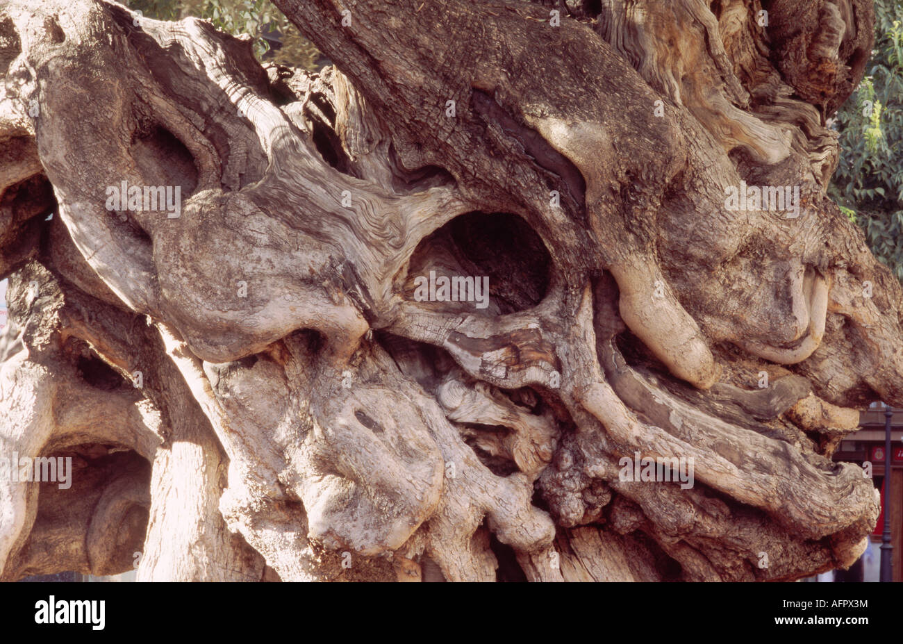 Gnarled Trunk of Ancient Olive Tree in Square in Palma Majorca Stock ...