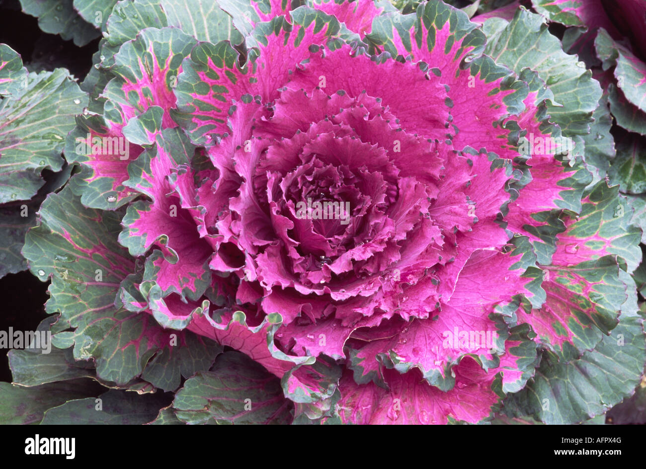 Ornamental Two Colour Cabbage Stock Photo - Alamy