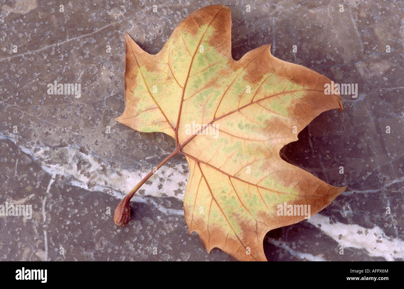 Plane Tree Leaf in Autumn on Marble Flagstone Stock Photo - Alamy