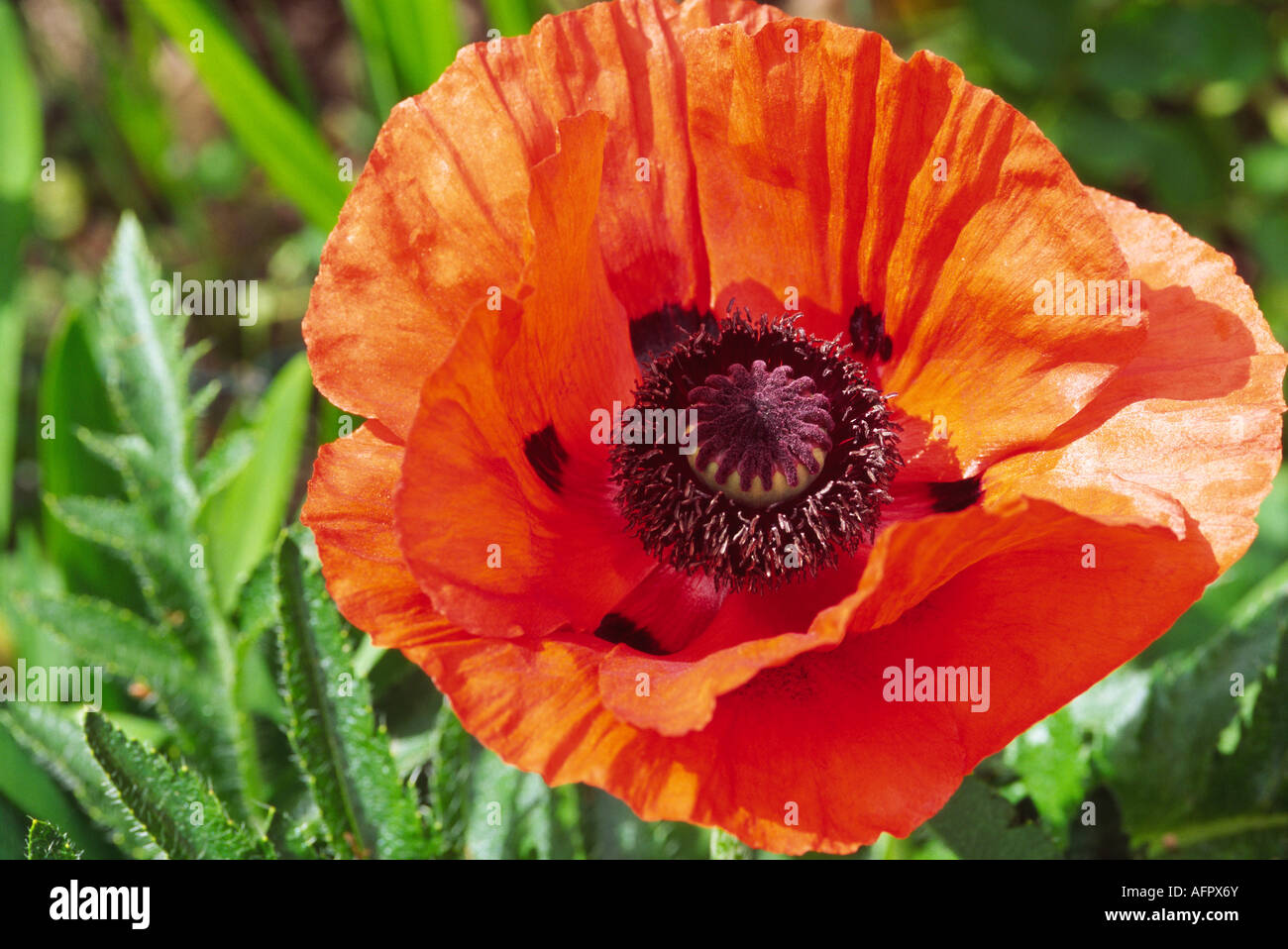 Close up of Poppy with foliage in Background Stock Photo - Alamy