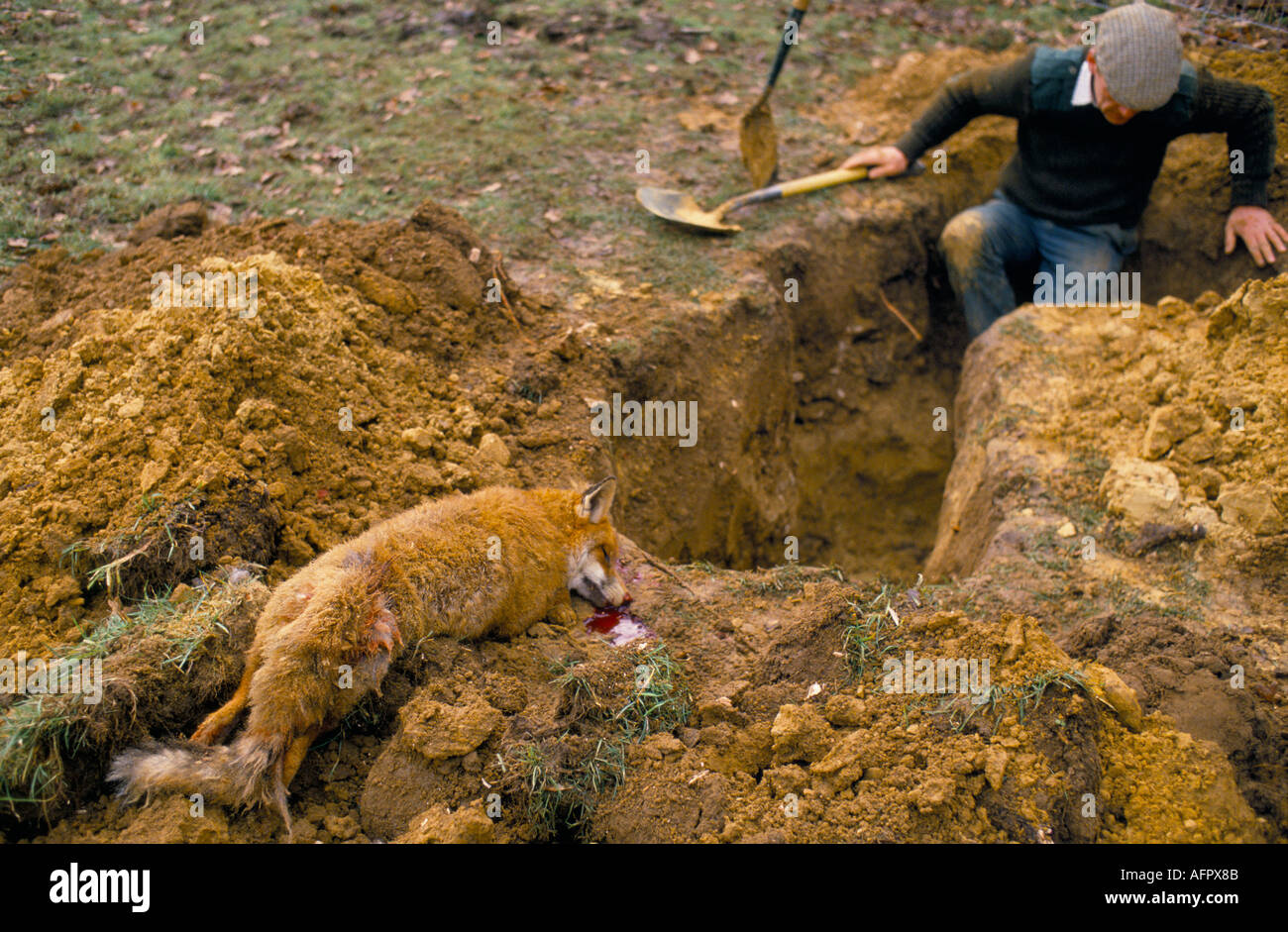 A fox digging uk hi-res stock photography and images - Alamy