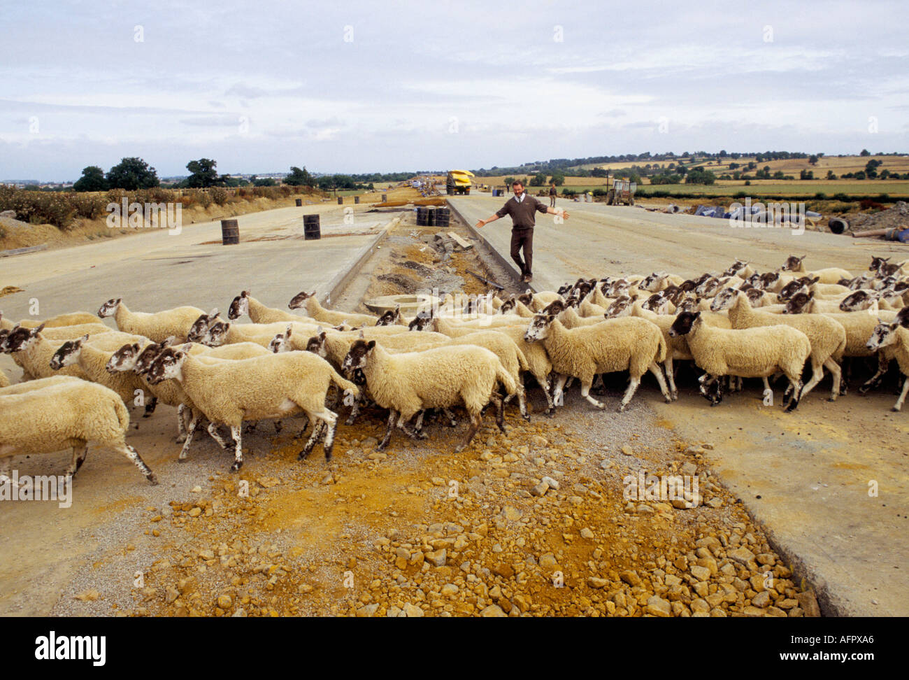 Sheep on a motorway hi-res stock photography and images - Alamy