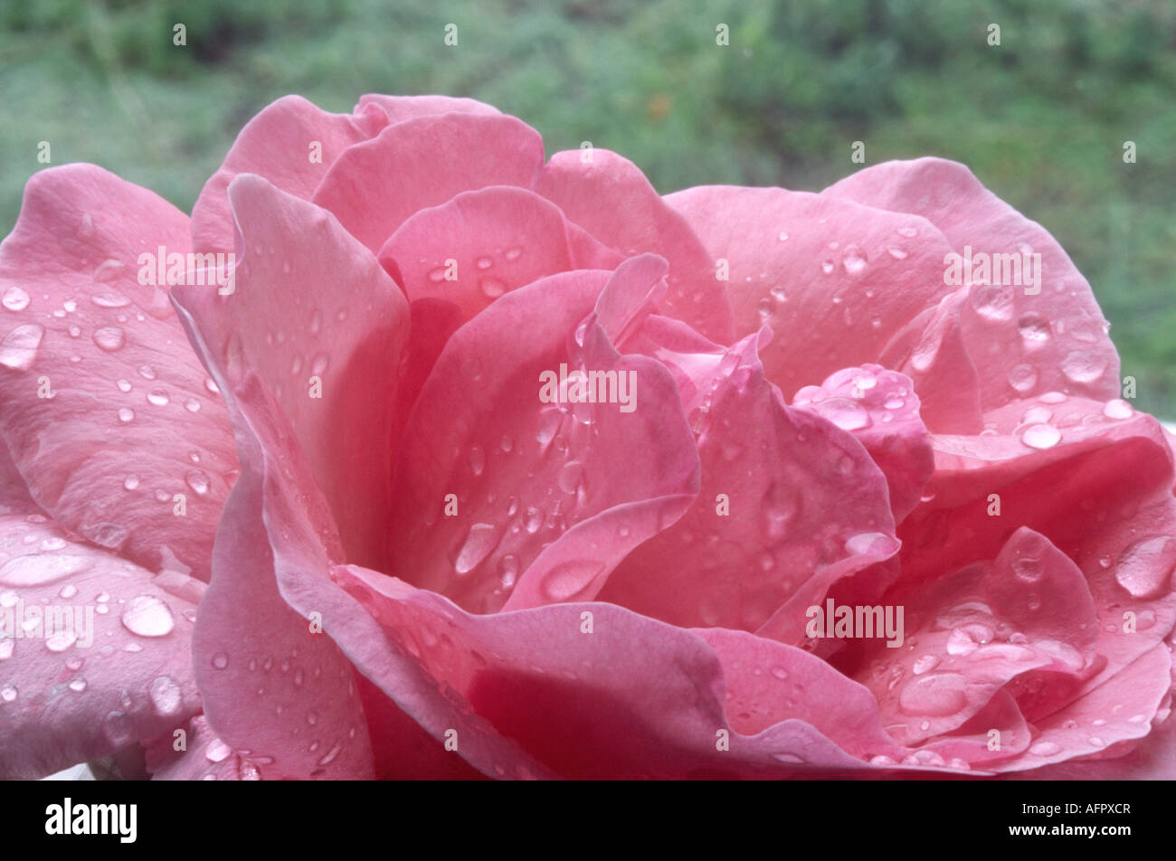 Close up of Pink Rose with Rain Drops Garden in Background Stock Photo ...