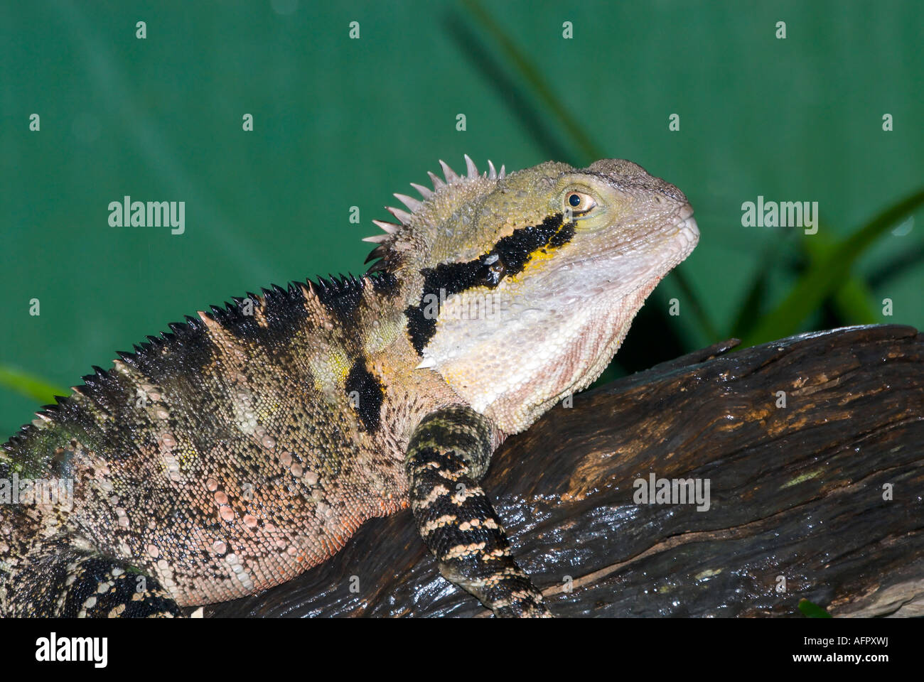 Bearded water dragon hi-res stock photography and images - Alamy