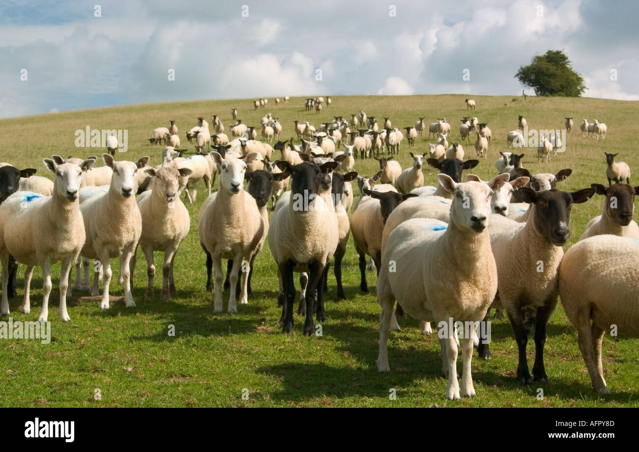 Following Like Sheep High Resolution Stock Photography and Images - Alamy