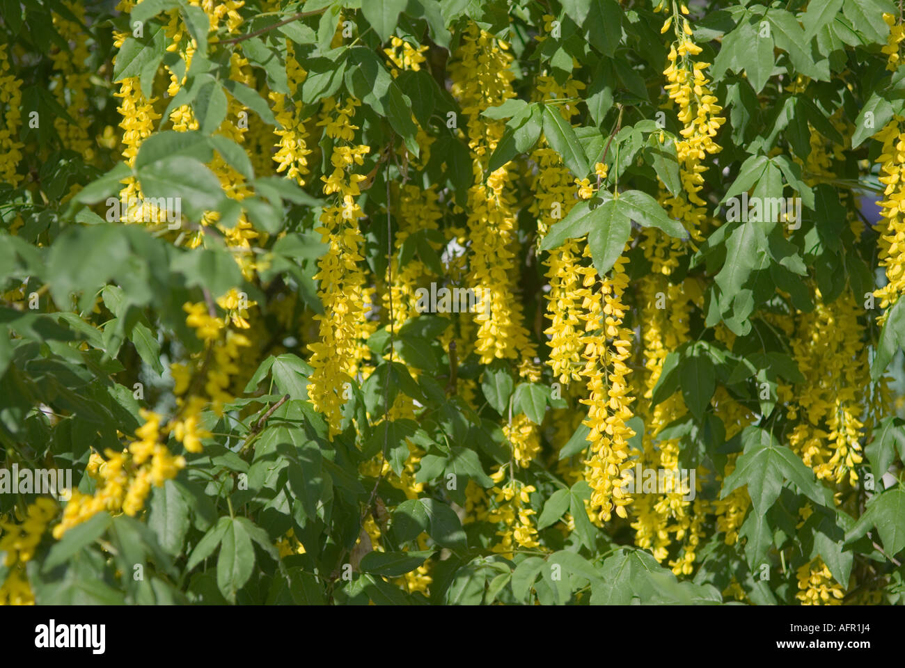Laburnum bush hi-res stock photography and images - Alamy
