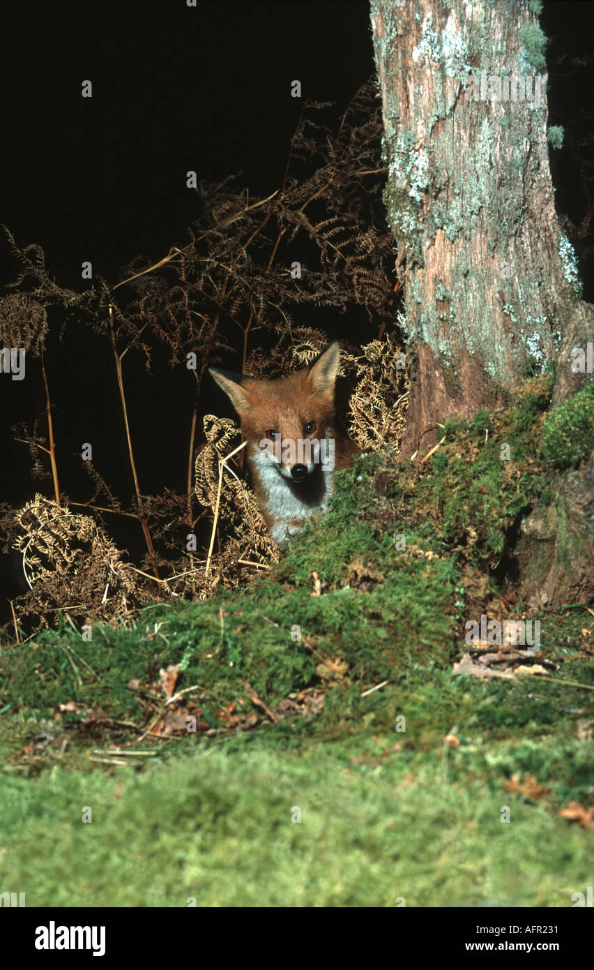 Nervous fox hi-res stock photography and images - Alamy