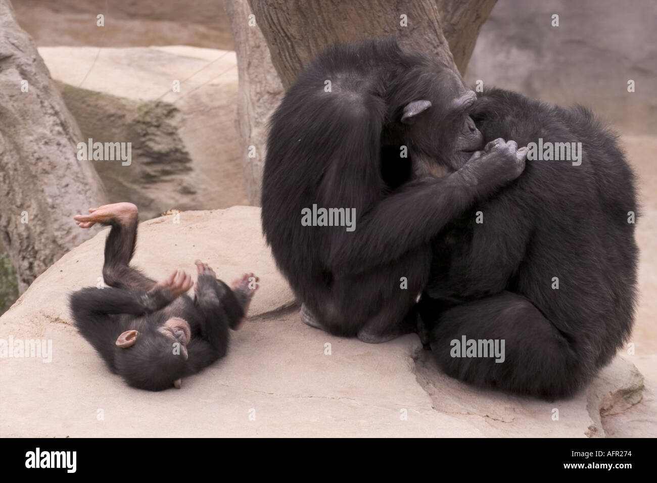 Female baby chimpanzee with parents at Fuengirola BioPark Zoo near ...