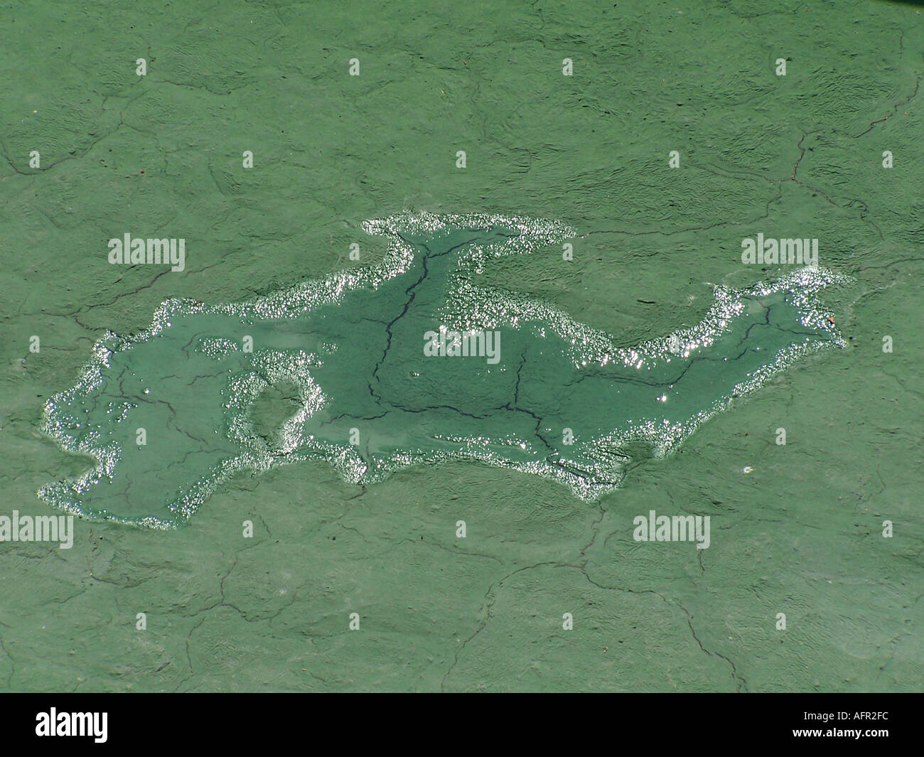 Sun sparkling off a puddle on a green roof Ischia Italy Stock Photo - Alamy