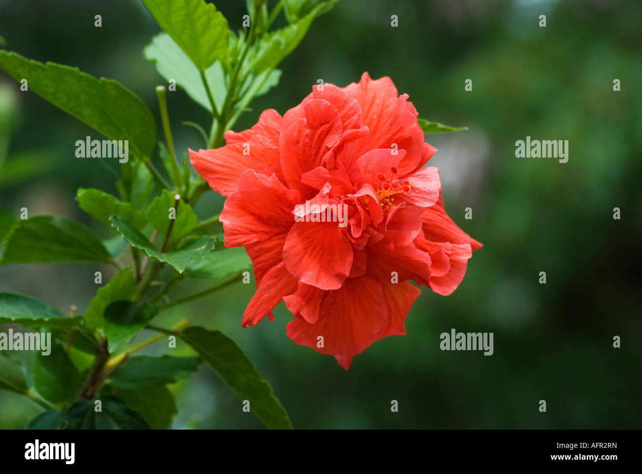 Hybrid hibiscus flower hi-res stock photography and images - Alamy