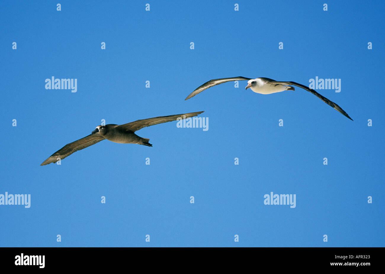 BLACK-FOOTED AND LAYSAN ALBATROSS IN FLIGHT, Together MIDWAY ATOLL ...