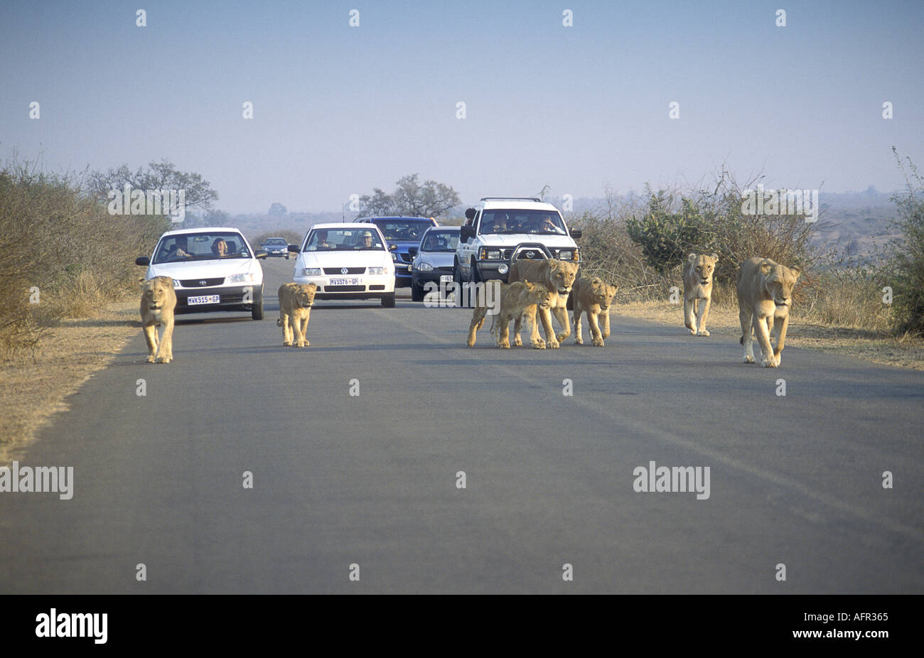 African Lion s stopping traffic on road in Kruger Park Stock Photo - Alamy